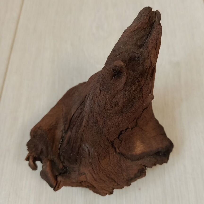 Коряга мопани