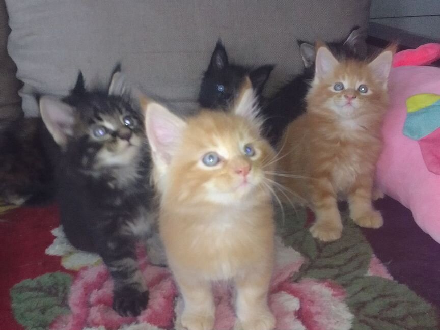 Котята мейн-кун