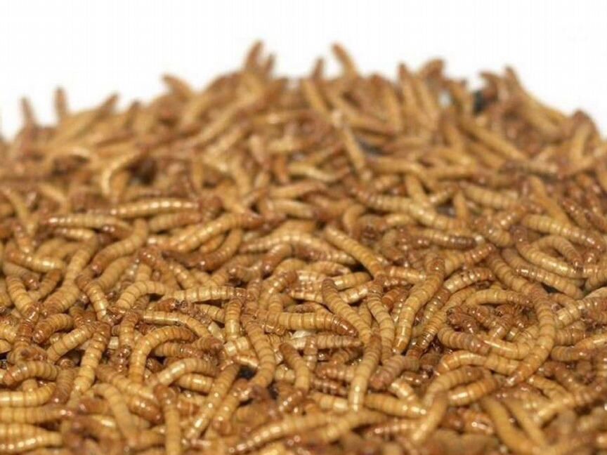 Мучной червь живой