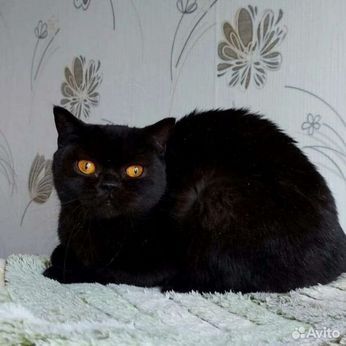 Кошка Ося в добрые руки