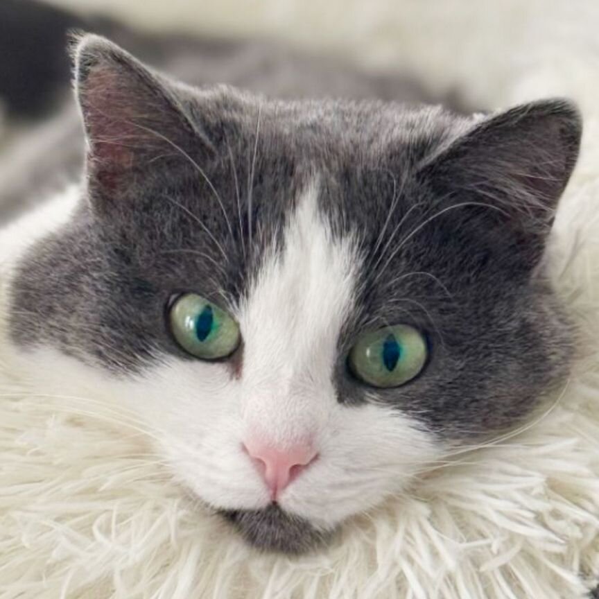 Взрослая, кошка в добрые руки