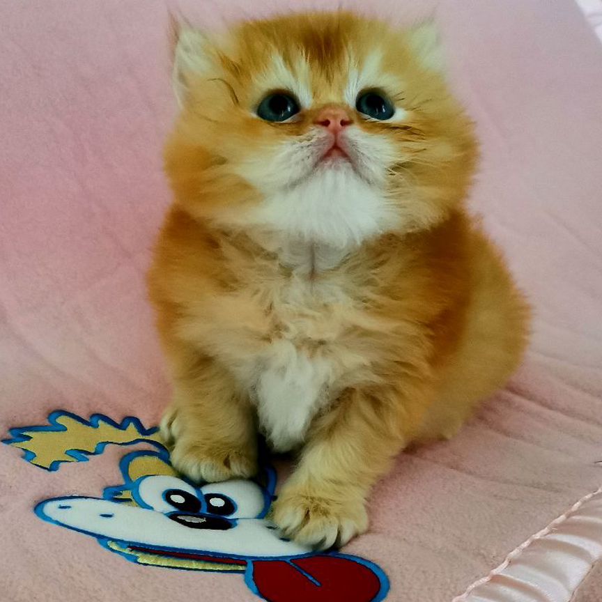Шотландский вислоухий короткошёрстный котёнок