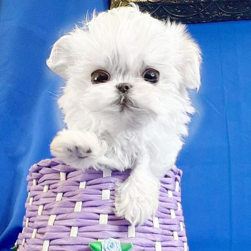 Мальтипу микро мальчик