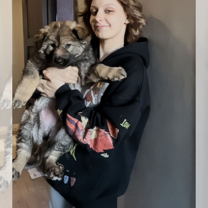 Немецкая овчарка, щенок