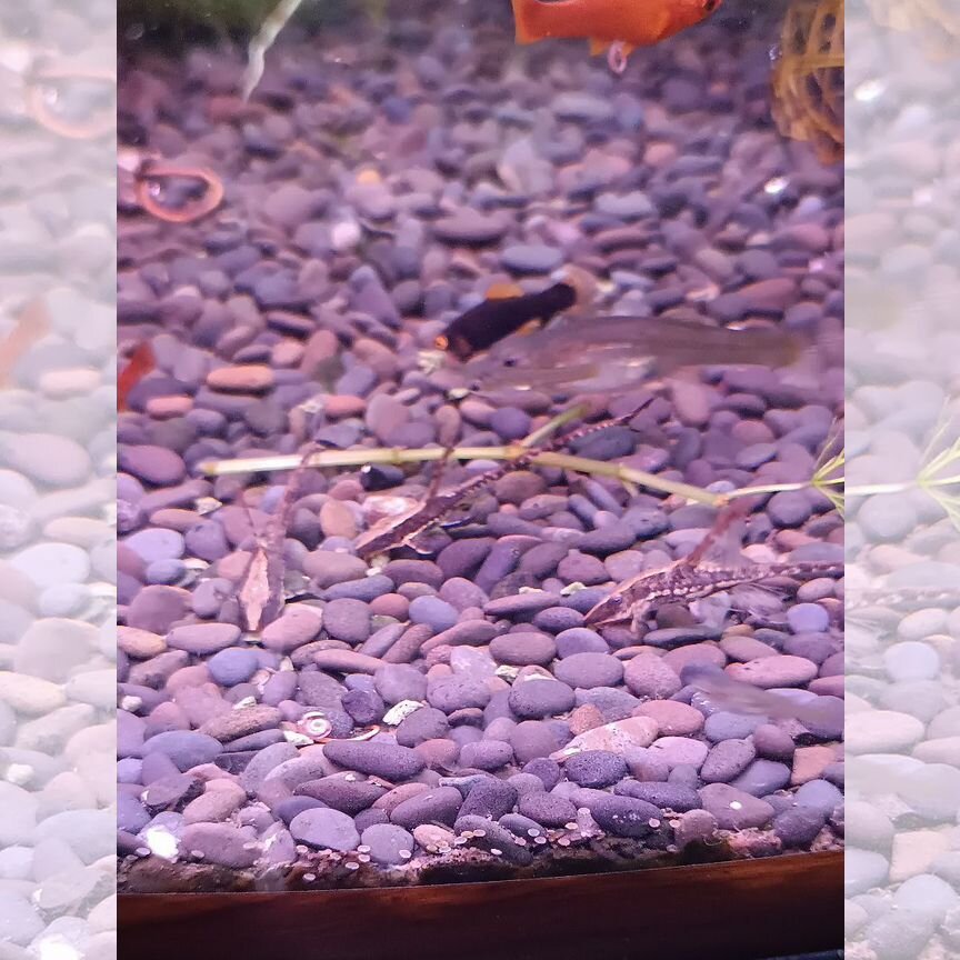 Аквариумные рыбки Стурисома Панамская мальки