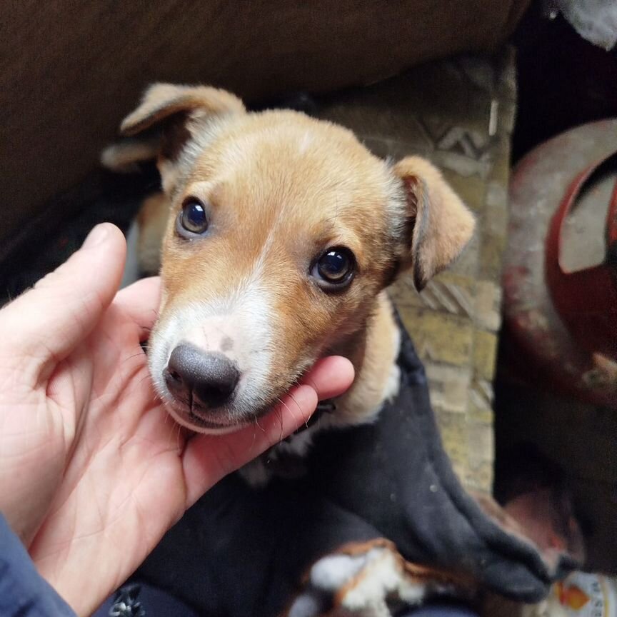 Отдадим щенка в добрые руки неравнодушных людей