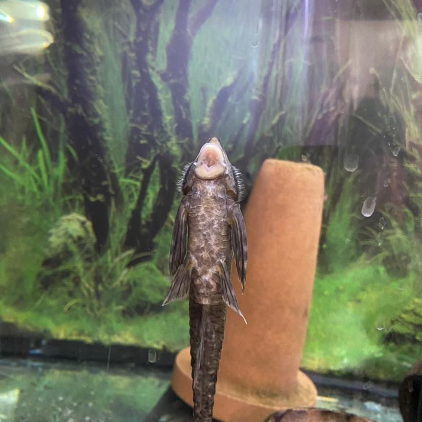 Стурисома панамская