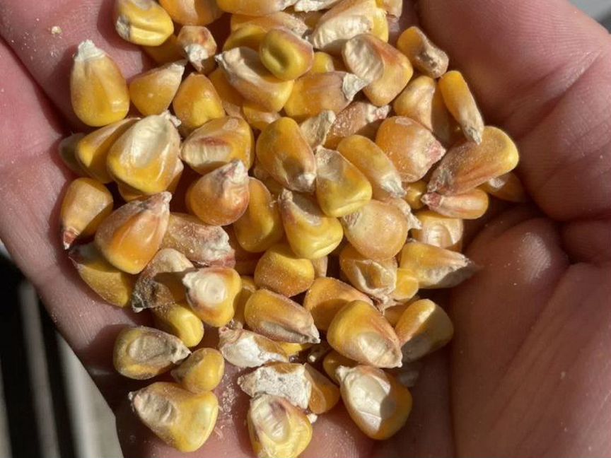 Кормовой ячмень, Соя на корм/посев