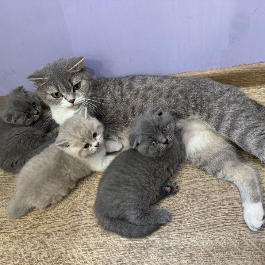 Шотландские котята