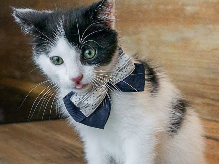 Котенок мальчик 1,5 мес в дар