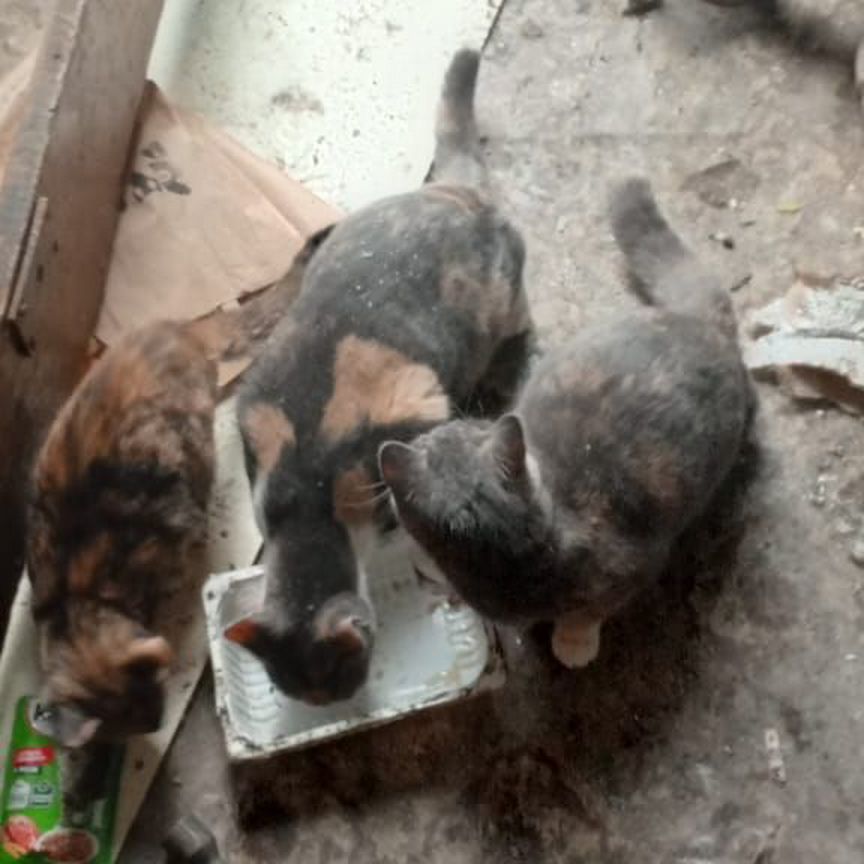 Кошки в добрые руки бесплатно