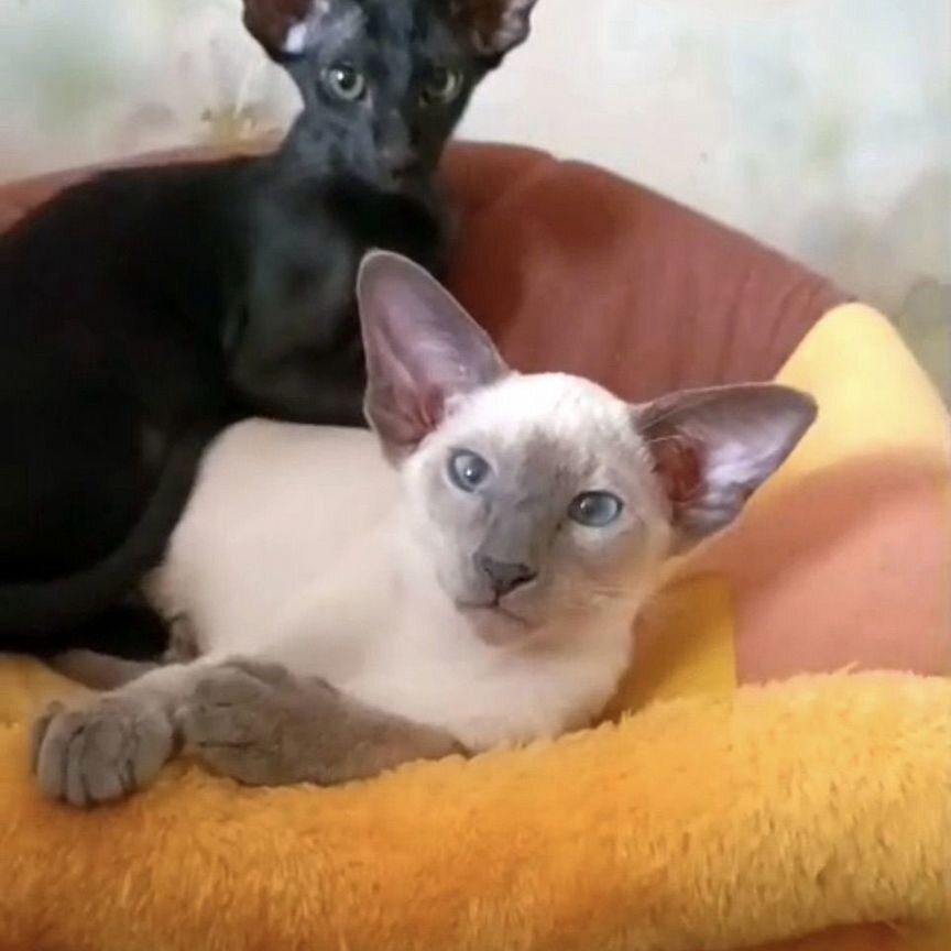 Ориентальные котята