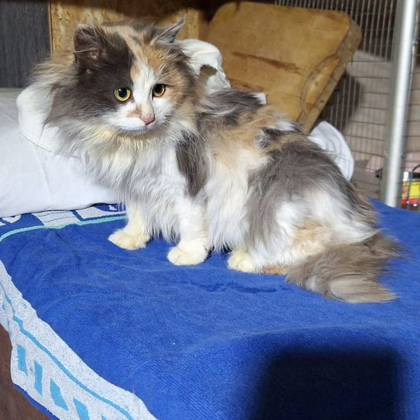 Сибирская лесная кошка