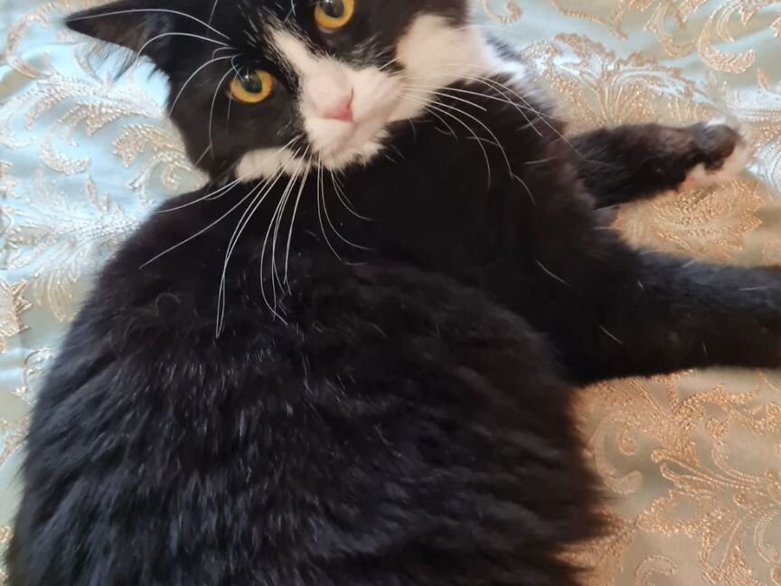 Девочка в добрые руки на спасение