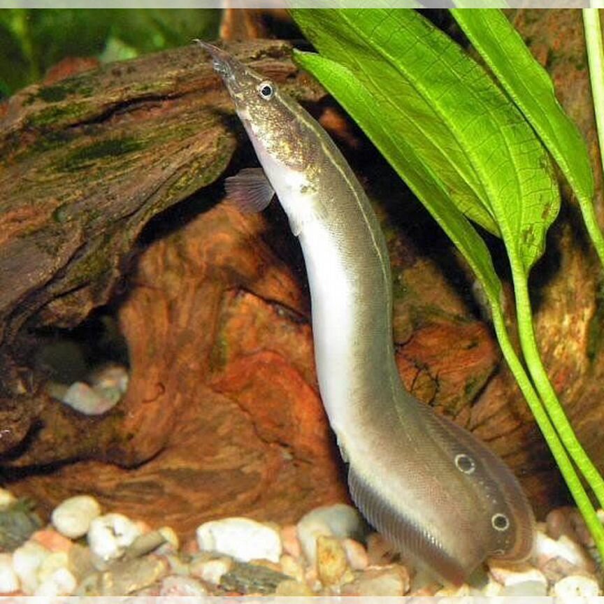 Аквариумные рыбки продам