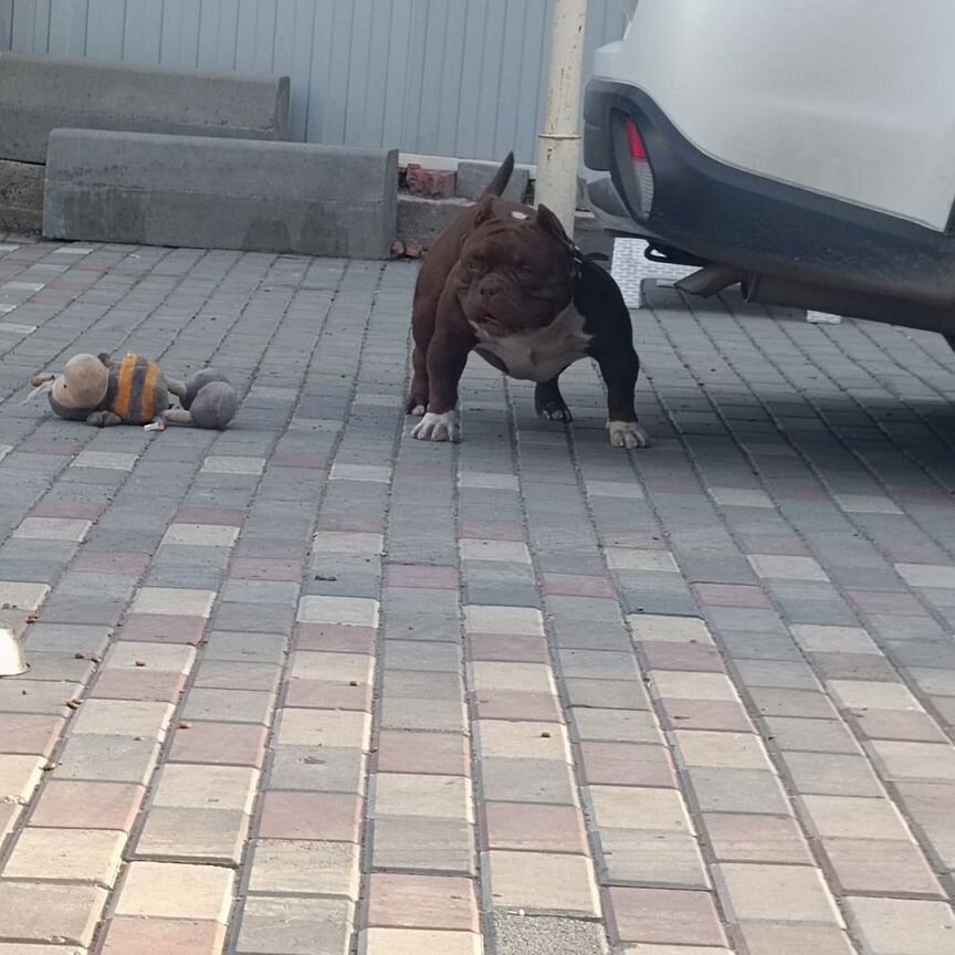 Амбуль для Вязки