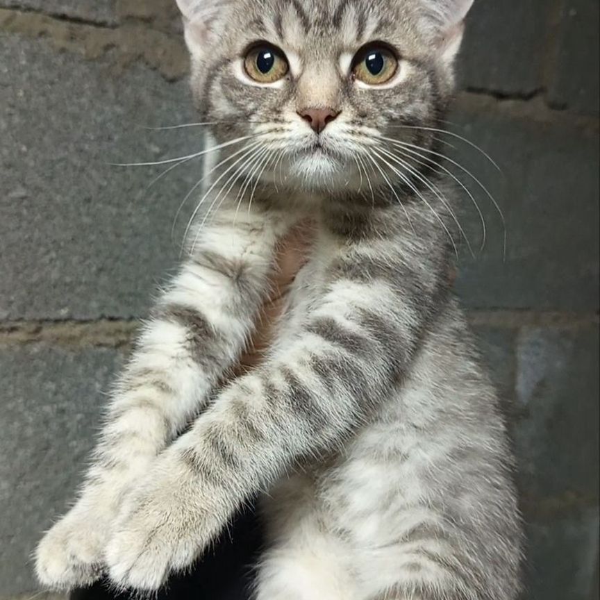 Асти ищет дом)