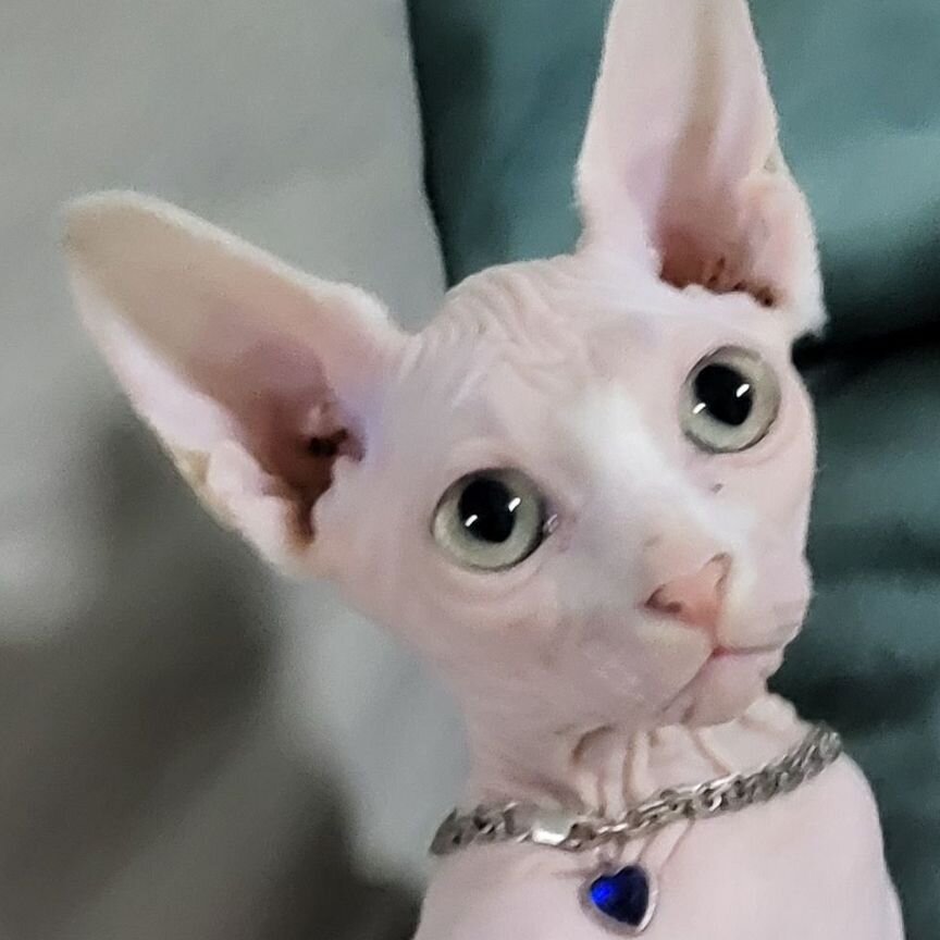 Канадский сфинкс котёнок