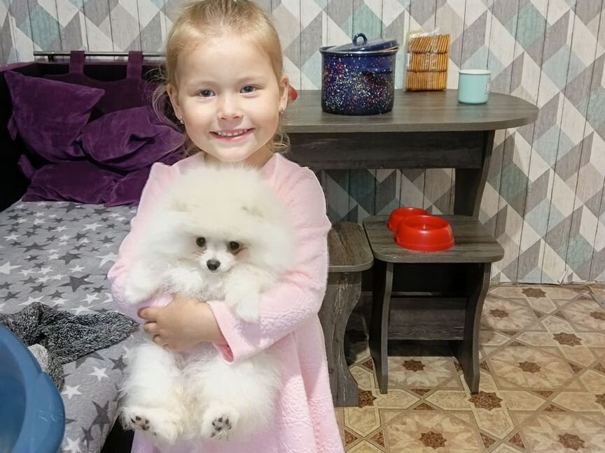 Померанский шпиц мини