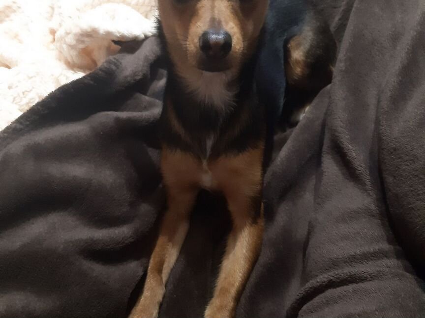 Отдам в добрые руки