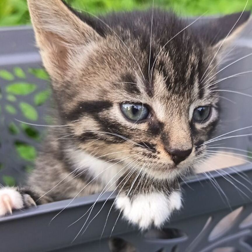 Котёнок от частного владельца