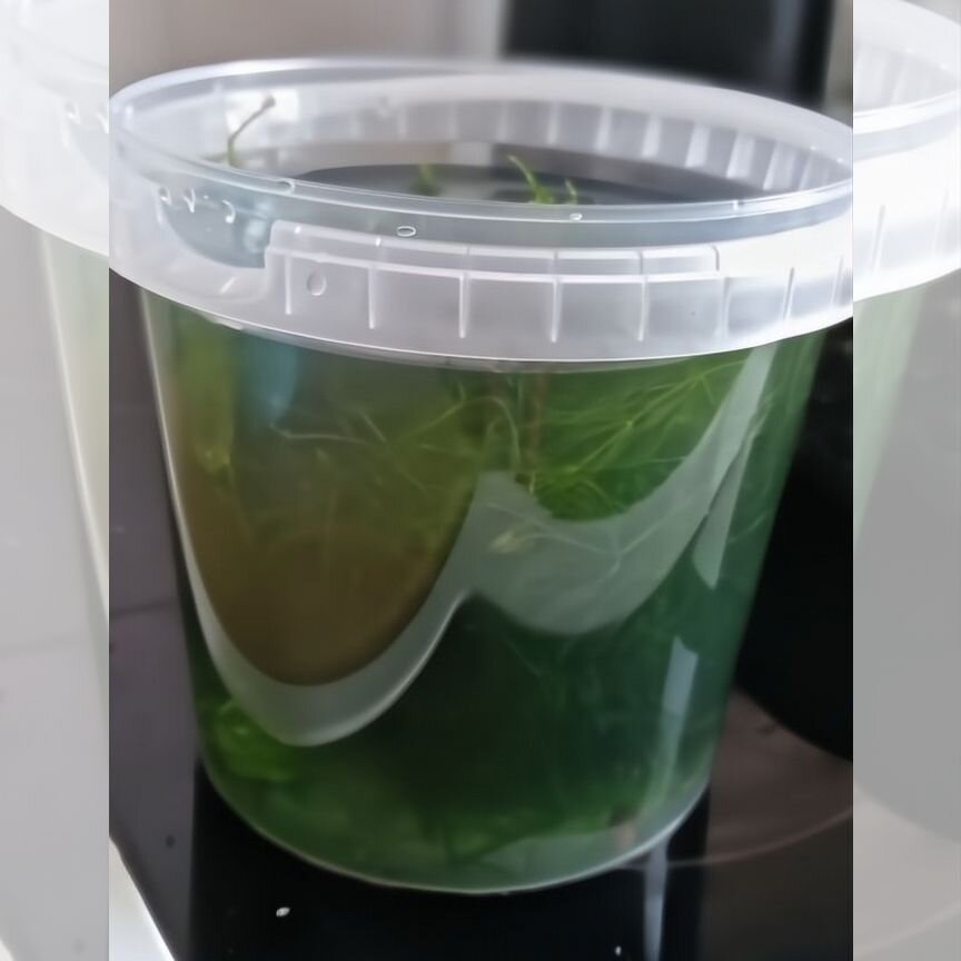 Растение в аквариумное, явянский мох