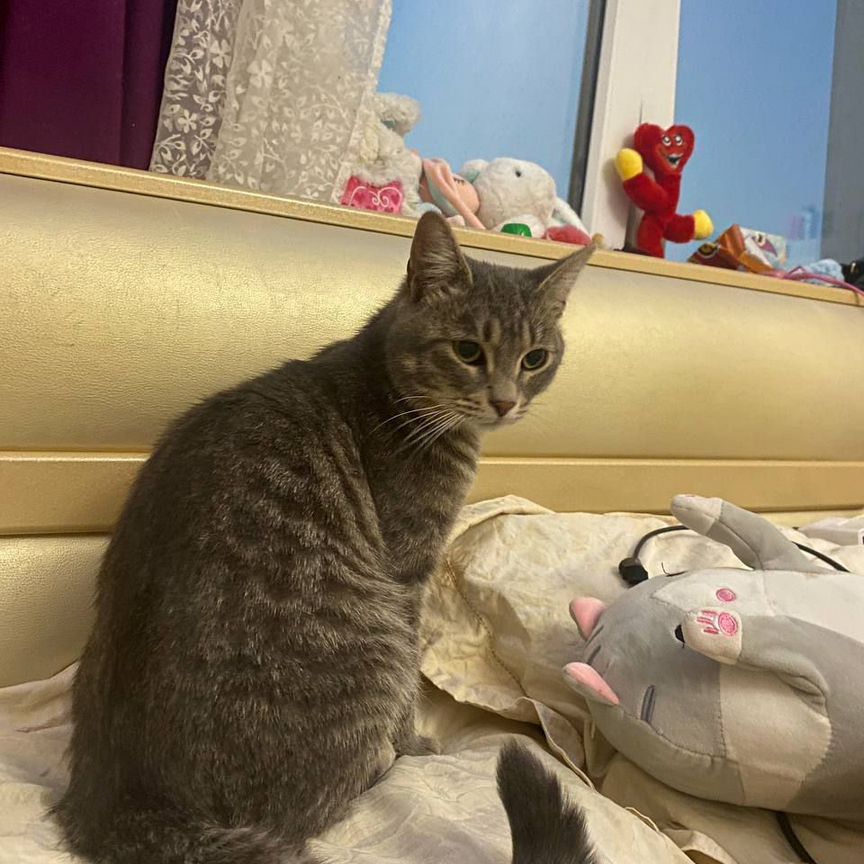 Кот