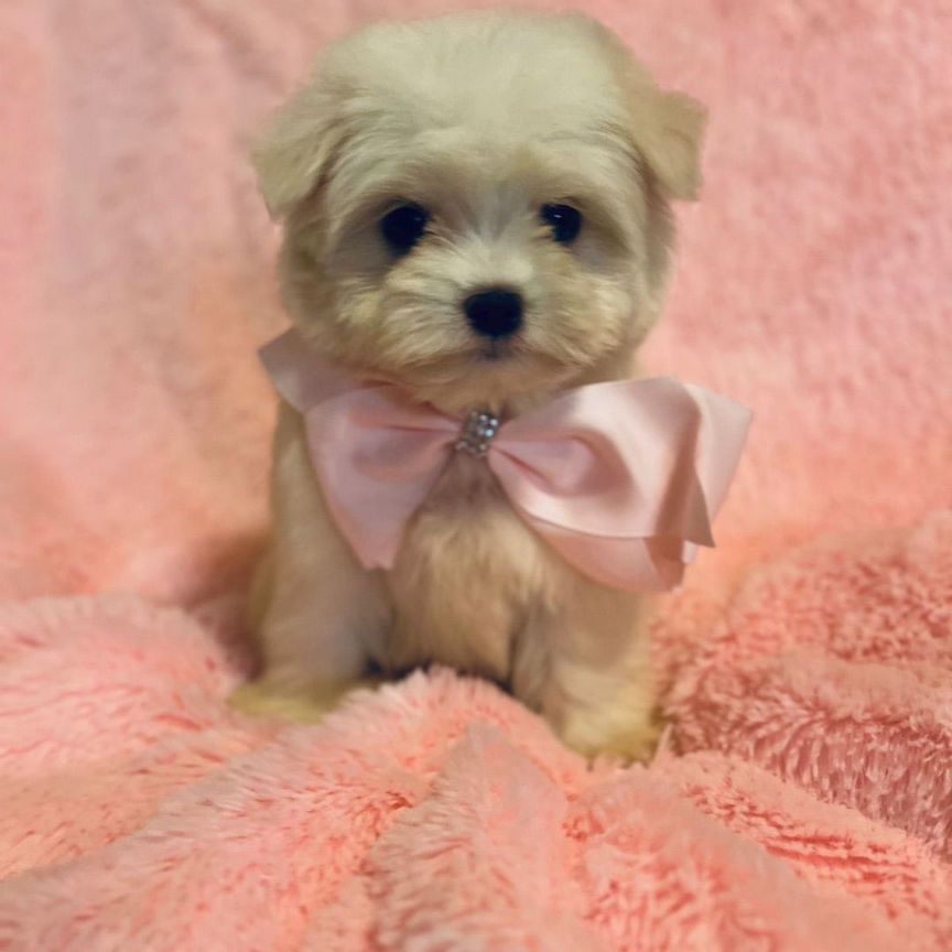 Мальтипу f1 мини