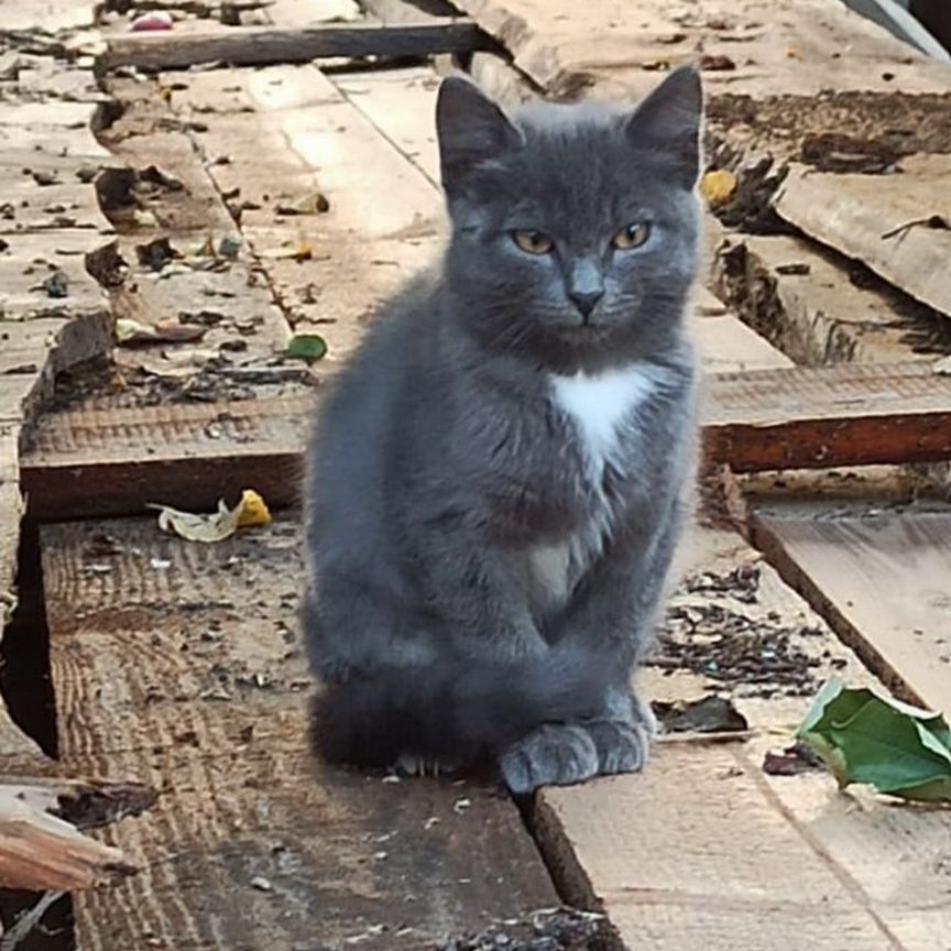 Котенок в добрые руки