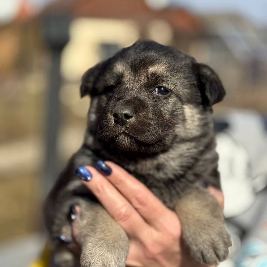 Щенки в дар 1 месяц