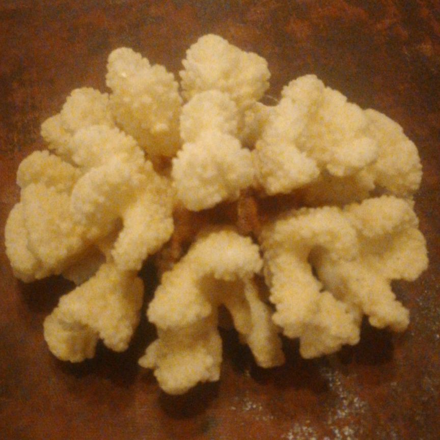 Коралл белый океанский