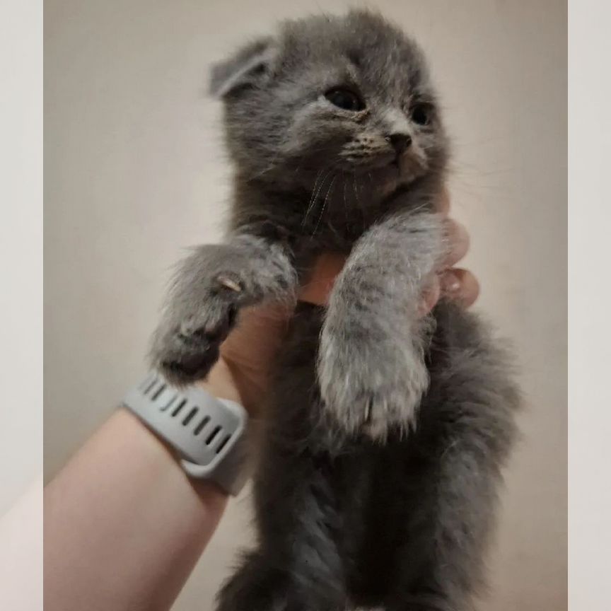 Шотландский вислоухий короткошёрстный котёнок