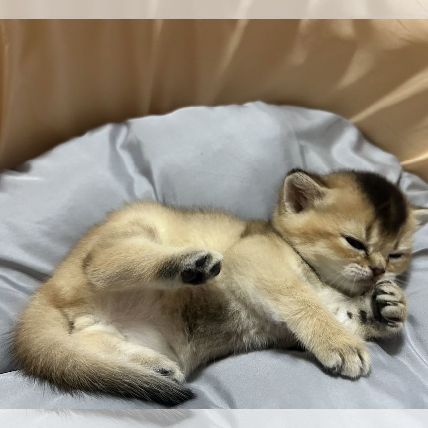 Шотландский вислоухий короткошёрстный котёнок