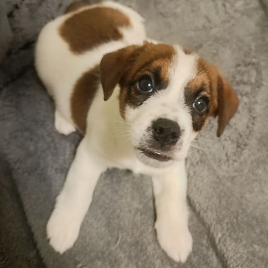 Джек-рассел-терьер, щенок