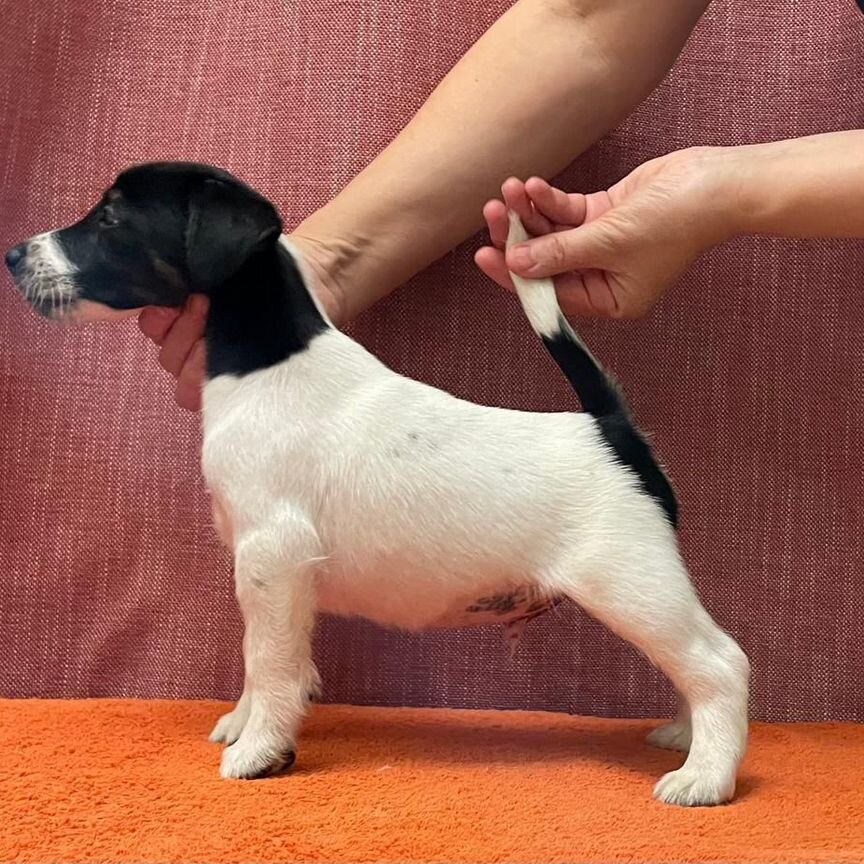 Фокстерьер, щенок