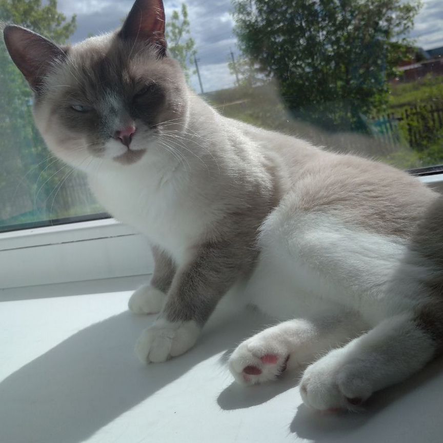 Сиамский котик в добрые руки