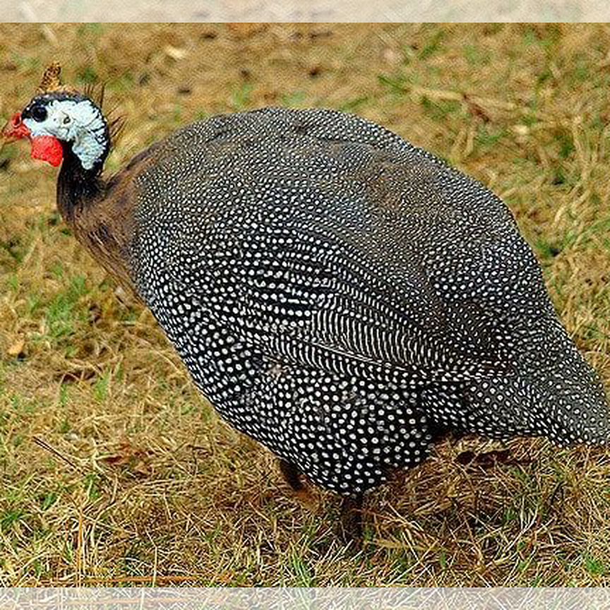 Цесарка бройлерная