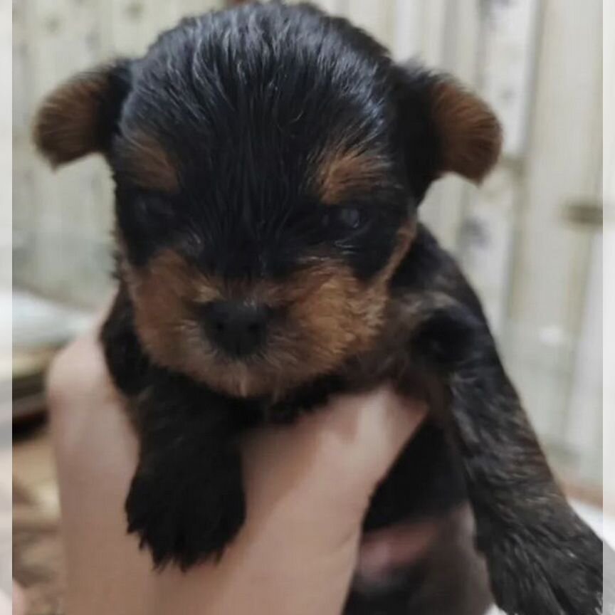 Йоркширский терьер, щенок