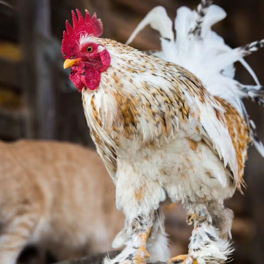 Куры несушки и петухи