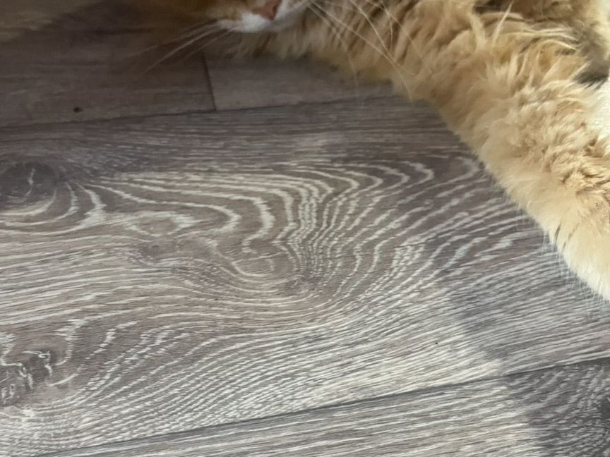 Отдам кота в добрые руки