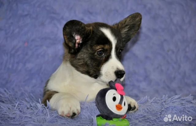 Щеночки корги кардиган