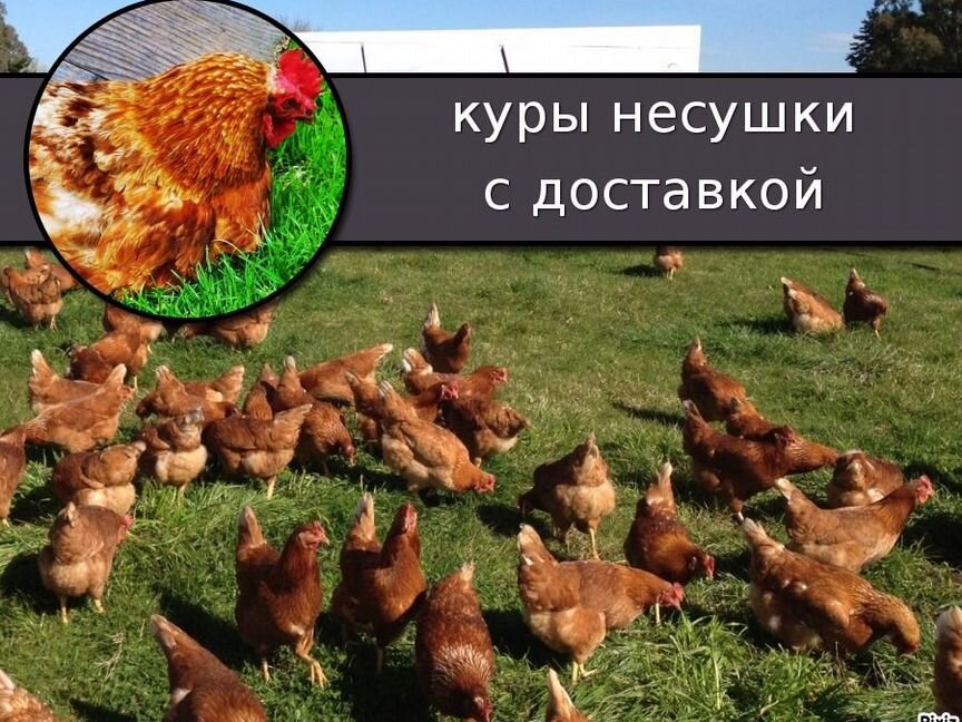 Куры фермерскик