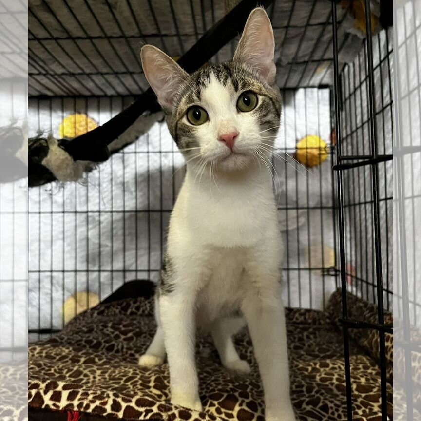 Котёнок в добрые руки