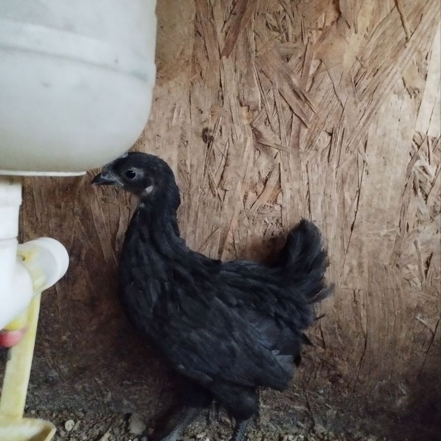 Птенцы подростки Ухейилюи