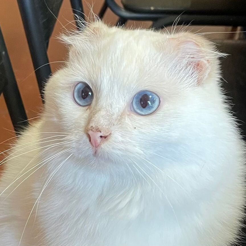 Пьер ищет дом