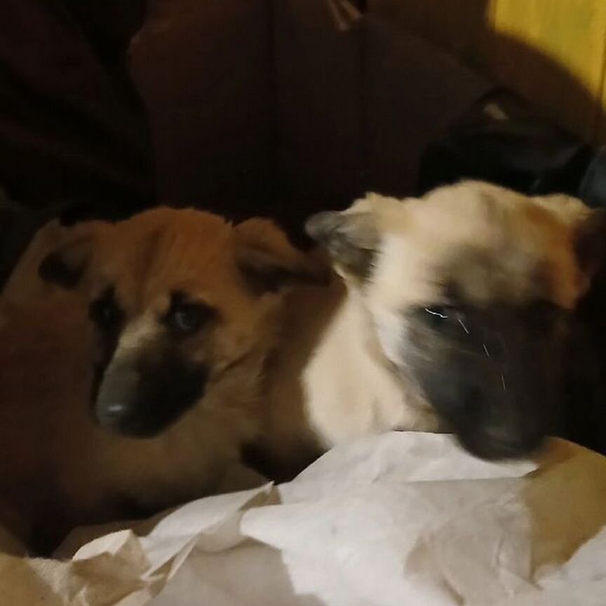 Отдам бесплатно щенков