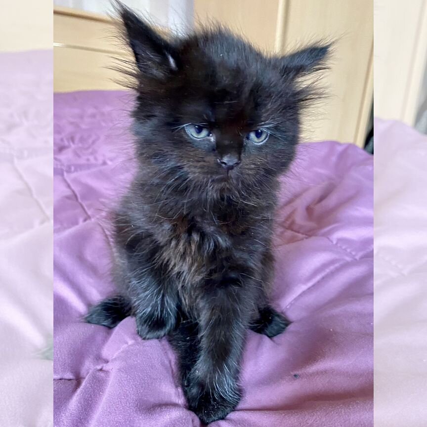 Восхитительные котята