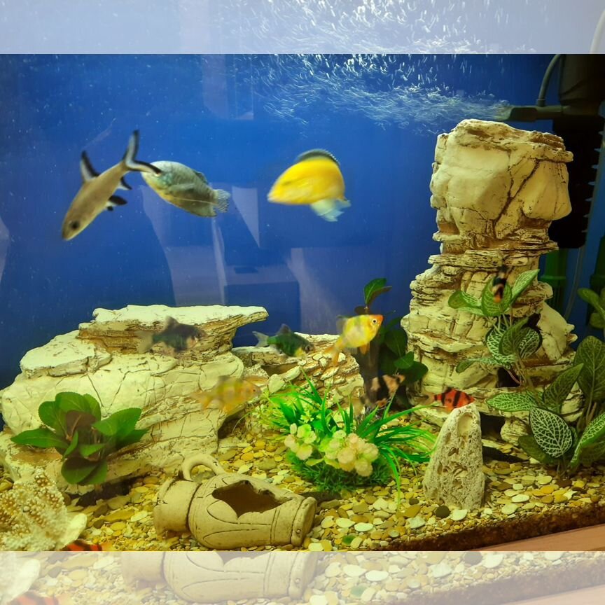 Грунт в аквариум