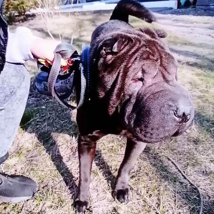 Шарпей, взрослая собака