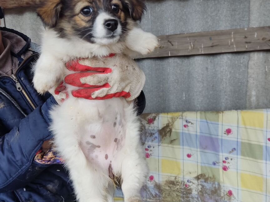 Собака